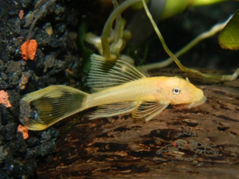 Cá LongFin như vàng 24k