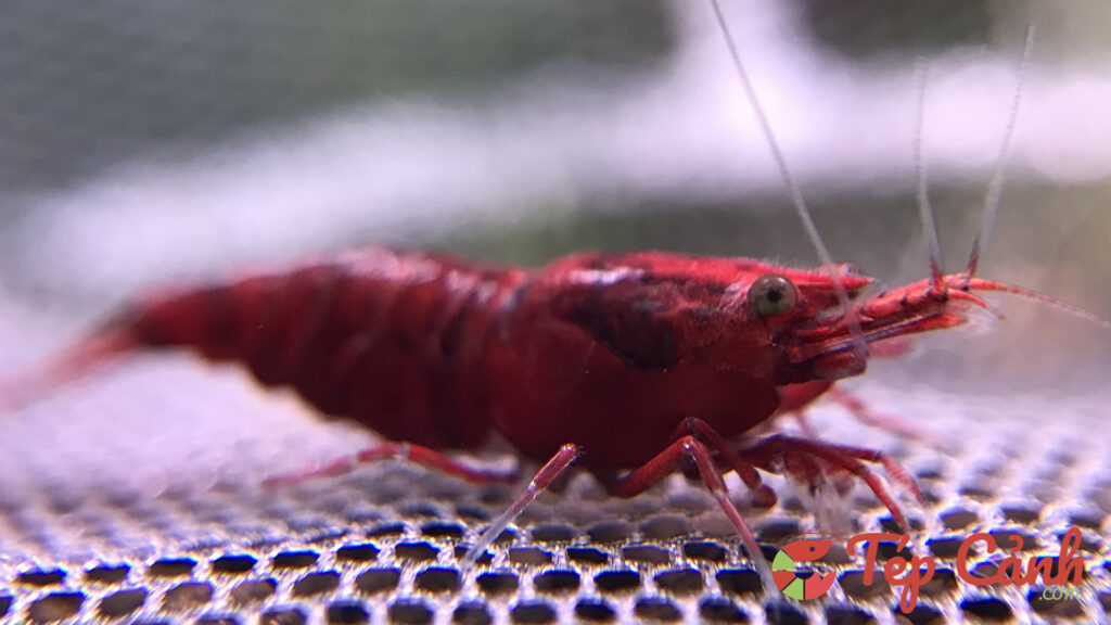 Tép Painted fire red - Dòng tép đỏ cao cấp