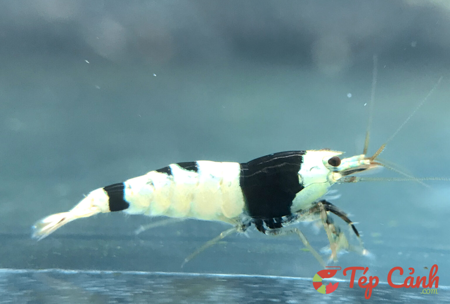 Tép Pure Black Line (PBL) dòng tép ong đẹp và phổ biến