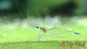 Sula Chân Xanh - Sulawesi Blue Leg Poso