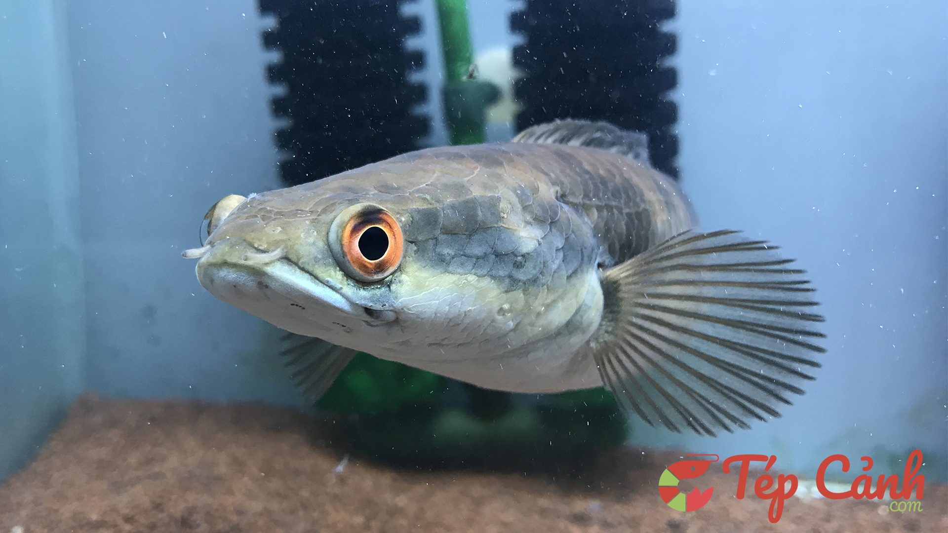 Cá Lóc Kiểng - Hướng dẫn toàn diện về chăm sóc dòng cá cảnh tuyệt vời này