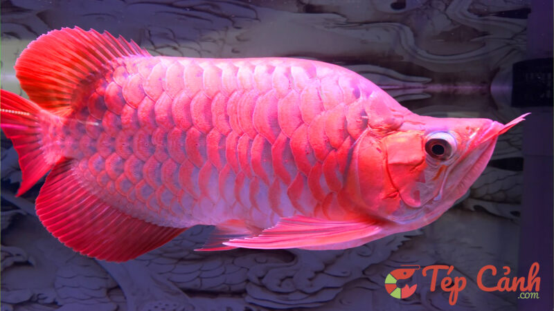 Tìm hiểu về Cá Rồng Huyết Long - Dòng cá có ý nghĩa tâm linh