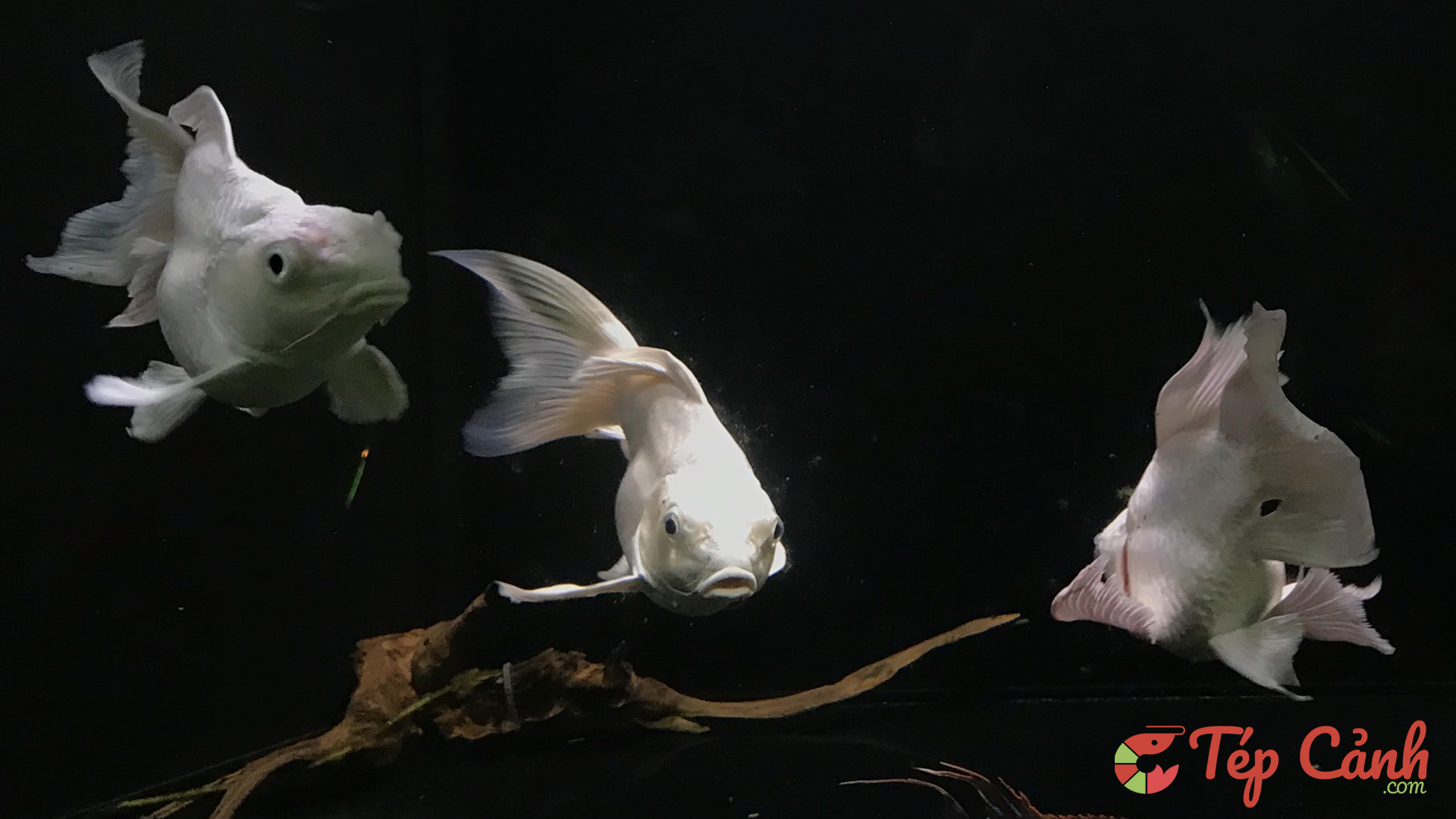 Cá Chép Sư Tử - Loài Cá Cảnh Phổ Biến vào Năm 2023