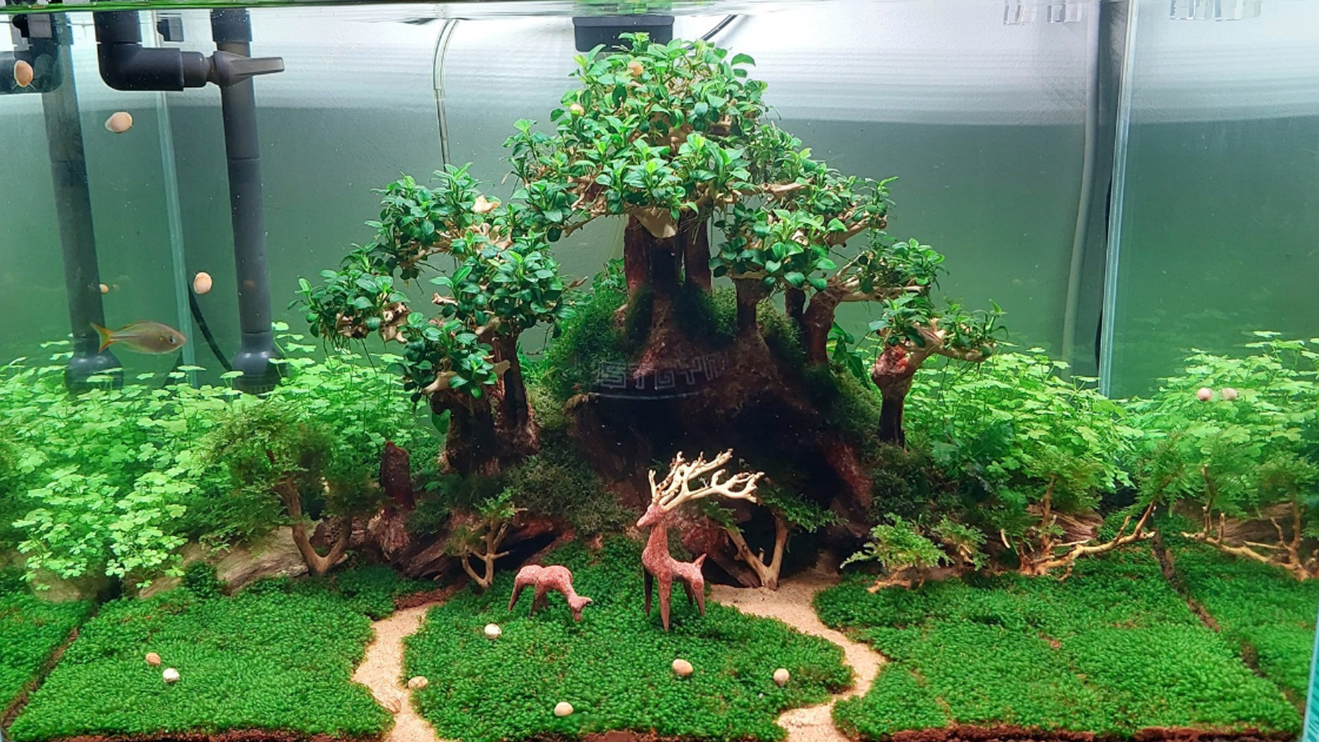 10 Loại Cây Thủy Sinh Trồng Tiền Cảnh Đẹp và Dễ Chăm sóc