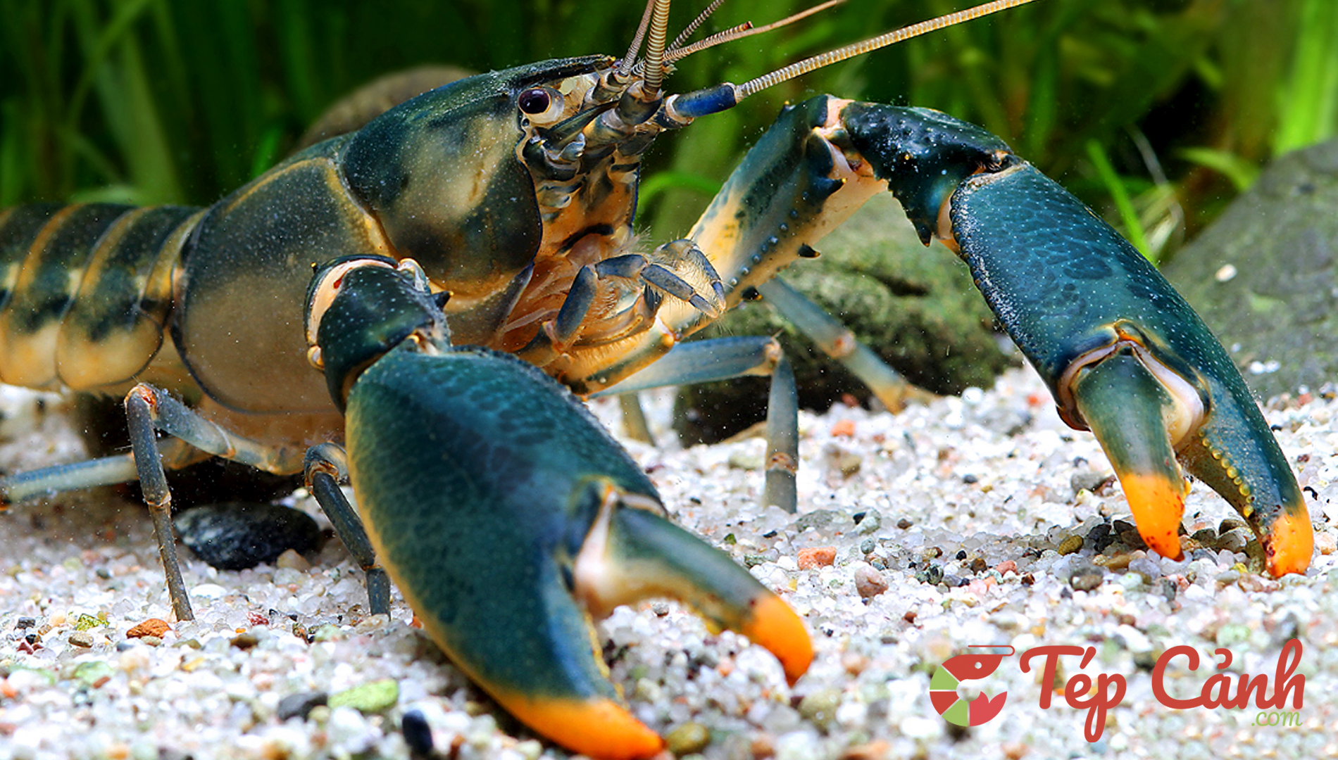 Tôm cảnh Crayfish - một loài tôm kiểng rất được yêu thích hiện nay